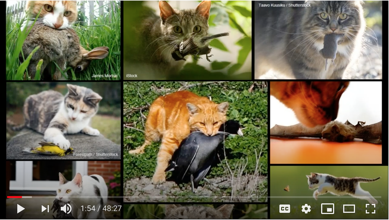 Domestic cats an invasive species? The last biodiversity lecture of ...