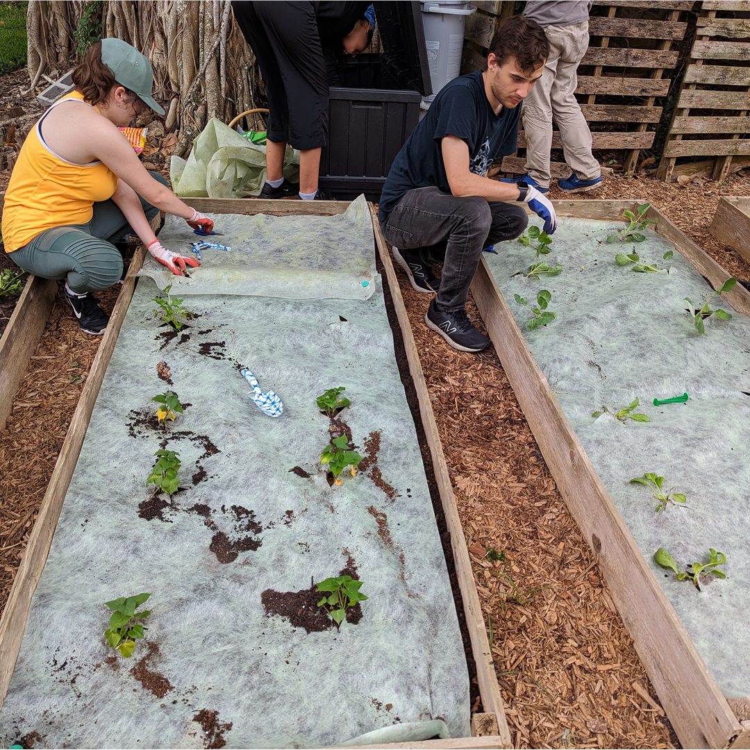 Campus Vegetable Garden a Labor of Love for Students
